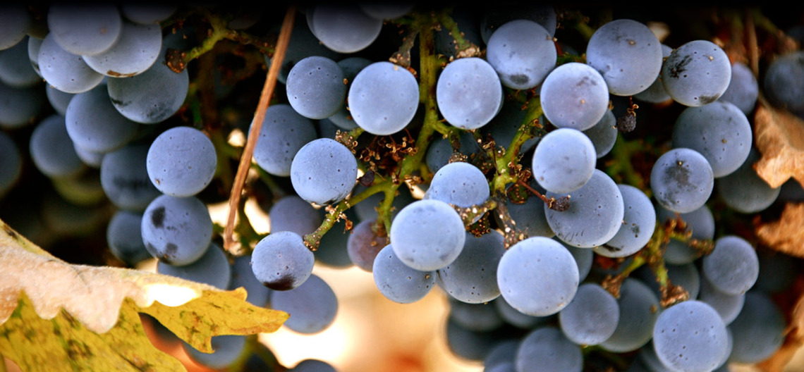 Matrix Winery – Russian River Valley | Award-Winning Wines from the ...